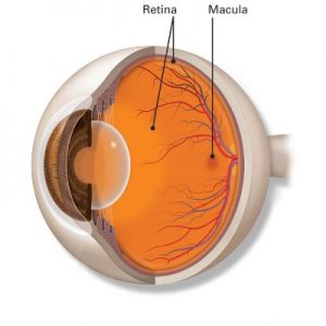 Macular Degeneration - The Eye Care Clinic